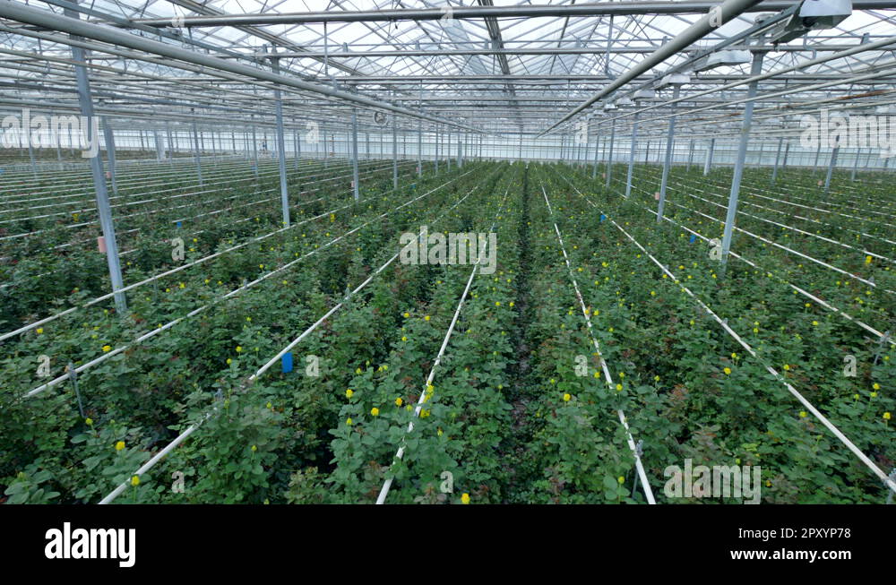 Column roses Stock Videos & Footage - HD and 4K Video Clips - Alamy