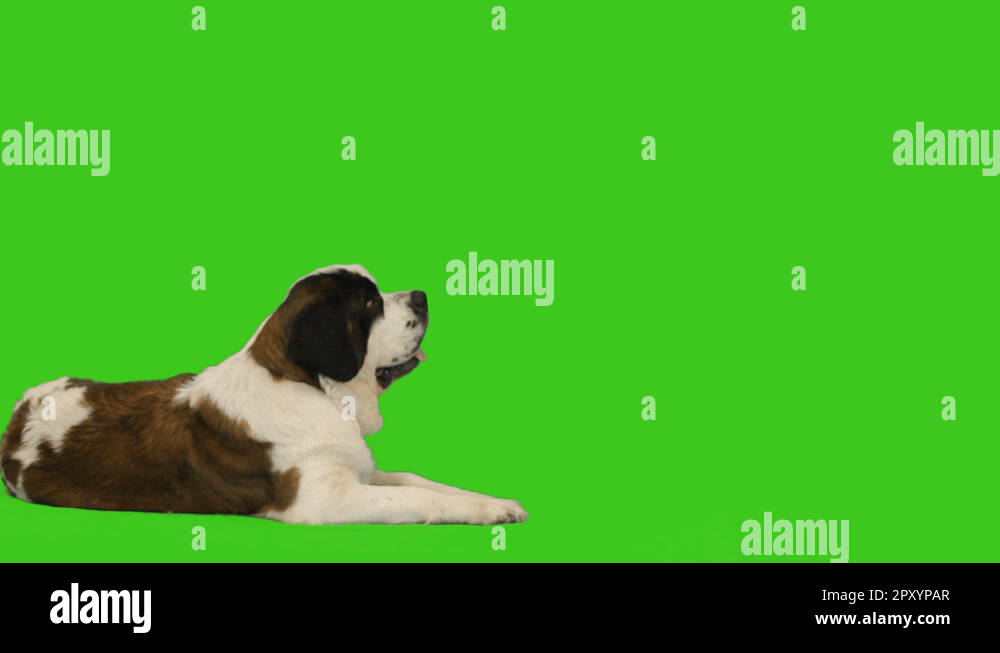 St. Bernard lies on the green screen, side view Stock Video Footage - Alamy