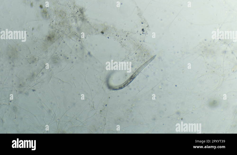 transparent microorganism under the microscope, with internal organs ...