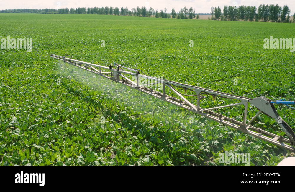 Tractor spraying ripening plants of sugar beet from pests, insects ...