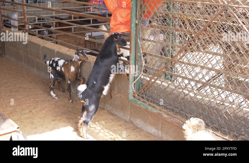 Goats legs Stock Videos & Footage - HD and 4K Video Clips - Alamy