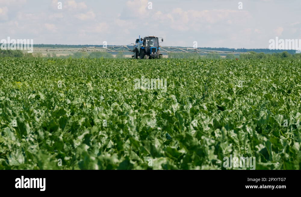 Pests and insects Stock Videos & Footage - HD and 4K Video Clips - Alamy