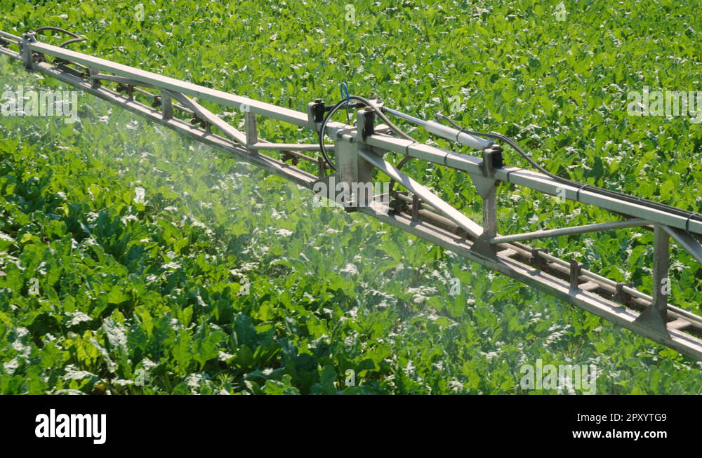 Tractor spraying ripening plants of sugar beet from pests, insects ...