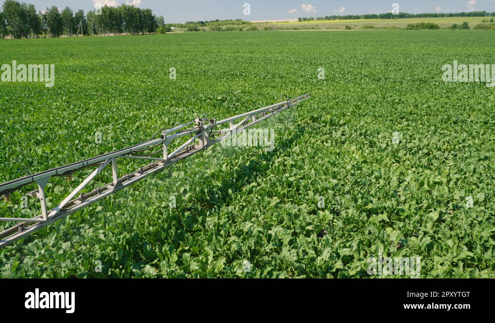 Tractor spraying ripening plants of sugar beet from pests, insects ...
