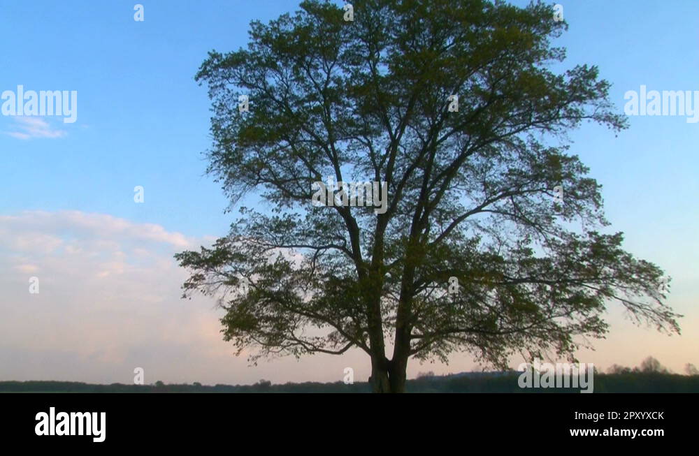 Elm tree Stock Videos & Footage - HD and 4K Video Clips - Alamy