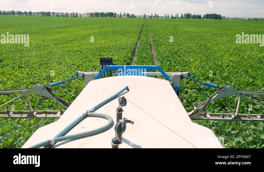 Tractor spraying ripening plants of sugar beet from pests, insects ...