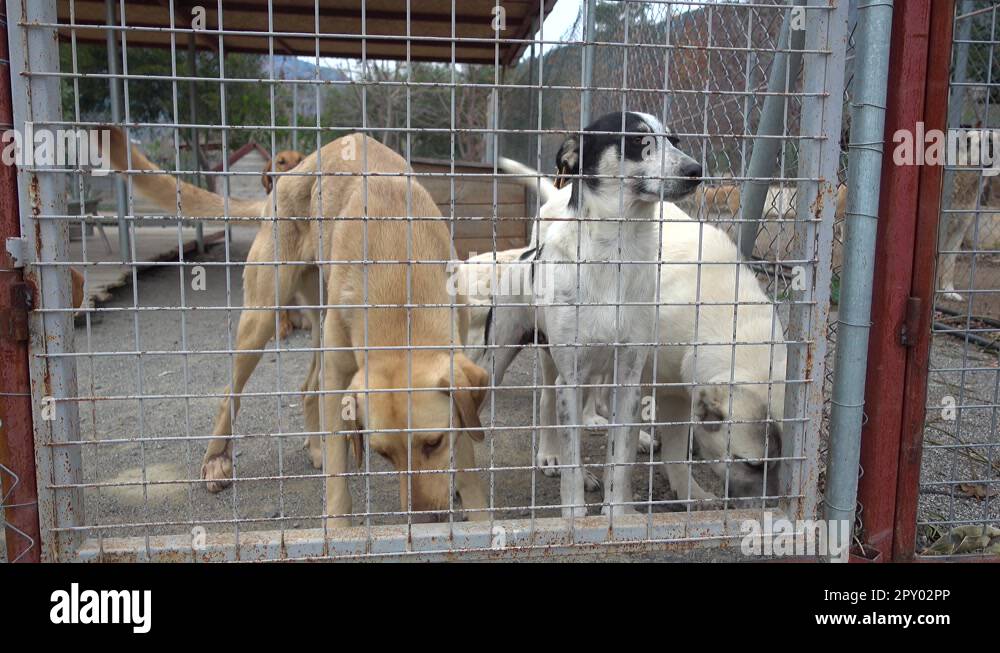 Fawning Stock Videos & Footage - HD and 4K Video Clips - Alamy