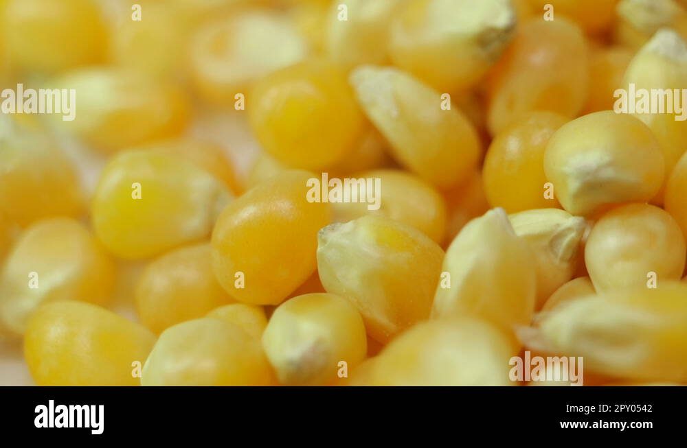 Seeds popcorn closeup. Smooth rotation. One of the most common crops ...
