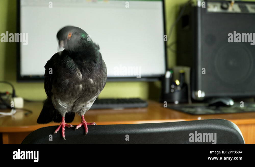 What is the meaning of pigeon Stock Videos & Footage - HD and 4K Video ...