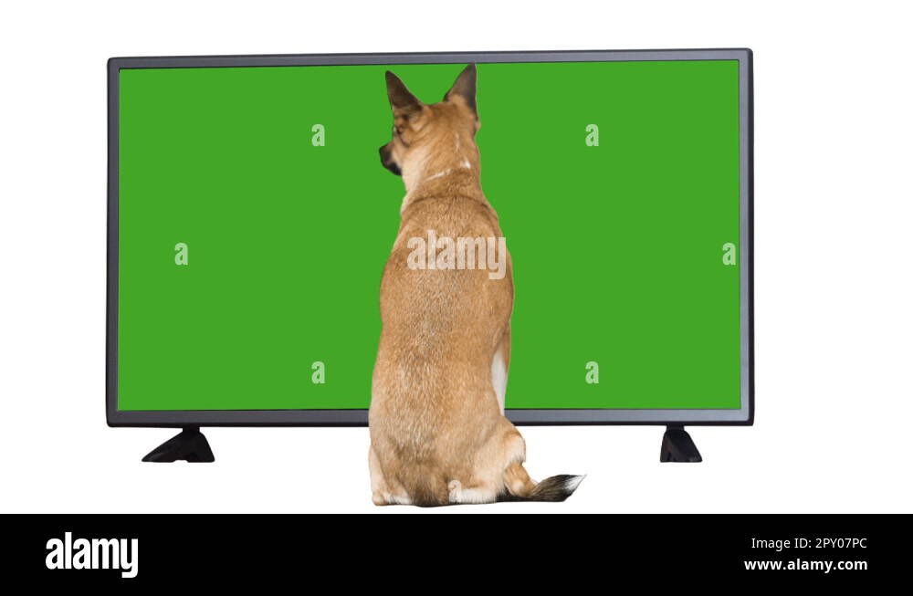 dog watching TV with green screen on white background Stock Video ...
