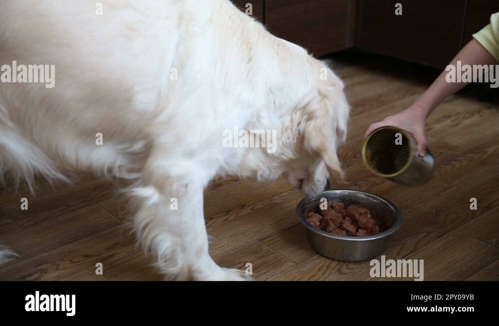 proper nutrition of domestic animals. the dog eats natural food with ...