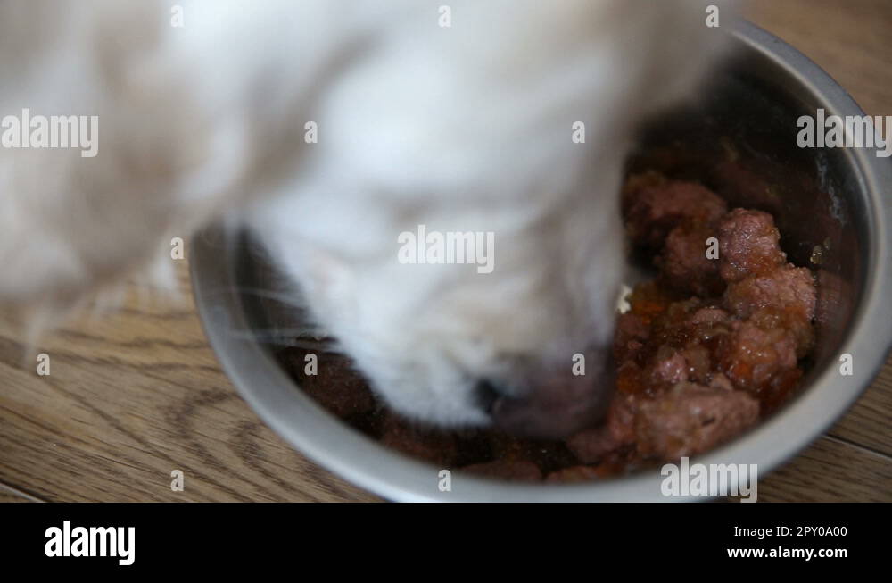 proper nutrition of domestic animals. the dog eats natural food with ...