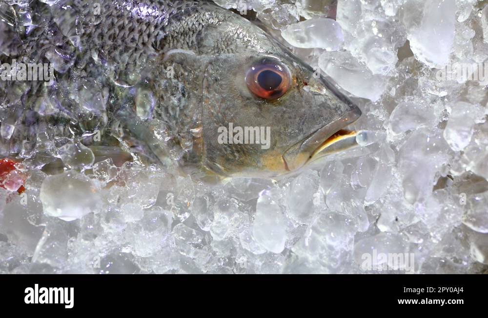 Chilled sea fish Stock Videos & Footage - HD and 4K Video Clips - Alamy