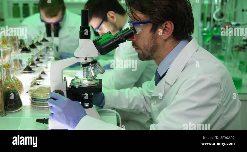 Scientists Check Seeds of Beans on Microscope Agriculture Biological ...