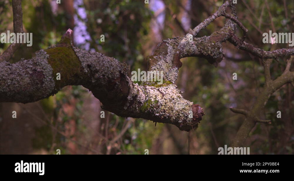 Tree branch patterns Stock Videos & Footage - HD and 4K Video Clips - Alamy