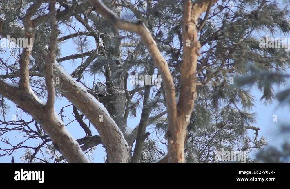 Bird hollow Stock Videos & Footage - HD and 4K Video Clips - Alamy