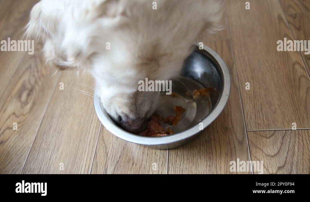 proper nutrition of domestic animals. the dog eats natural food with ...