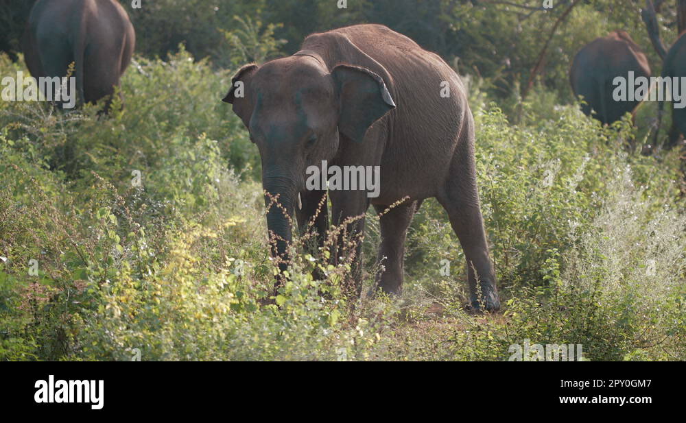 A group of Ceylon elephants in the forest in Sri Lanka Stock Video ...