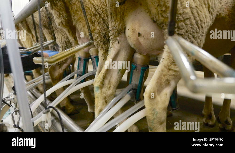Sheep milking with milking machine Stock Videos & Footage - HD and 4K ...