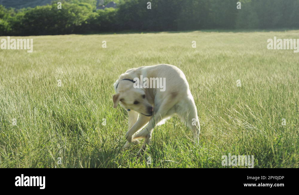 Dog chasing tail Stock Videos & Footage - HD and 4K Video Clips - Alamy
