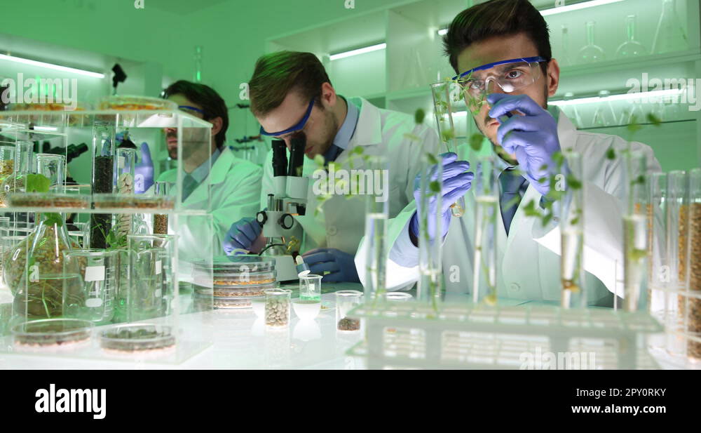 Busy Scientists Men Working on Modified Plants Studying Seedlings in ...