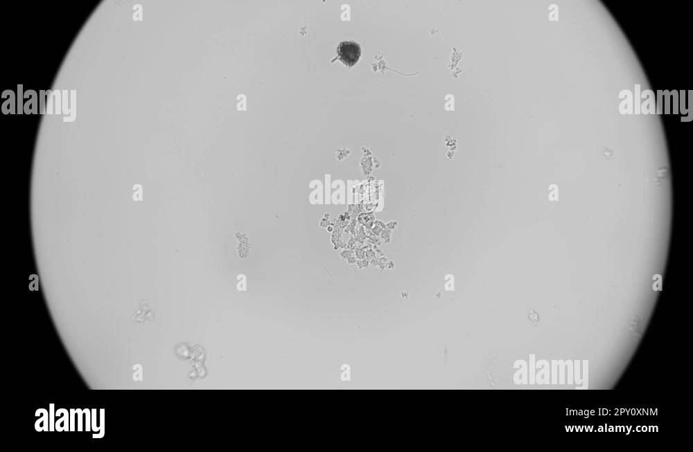 transparent microorganism under the microscope, with internal organs ...