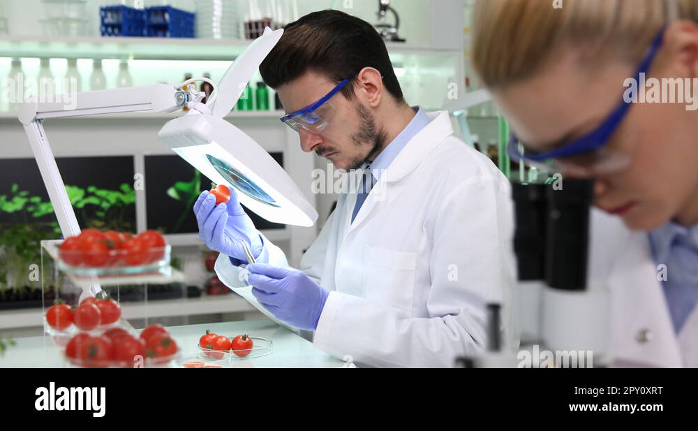 Scientists Injecting Chemicals in Tomatoes Testing Plants Microscope ...