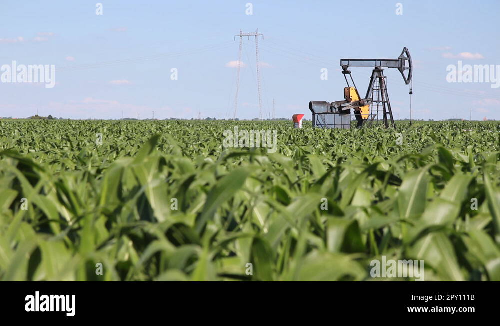 Conventional corn Stock Videos & Footage - HD and 4K Video Clips - Alamy