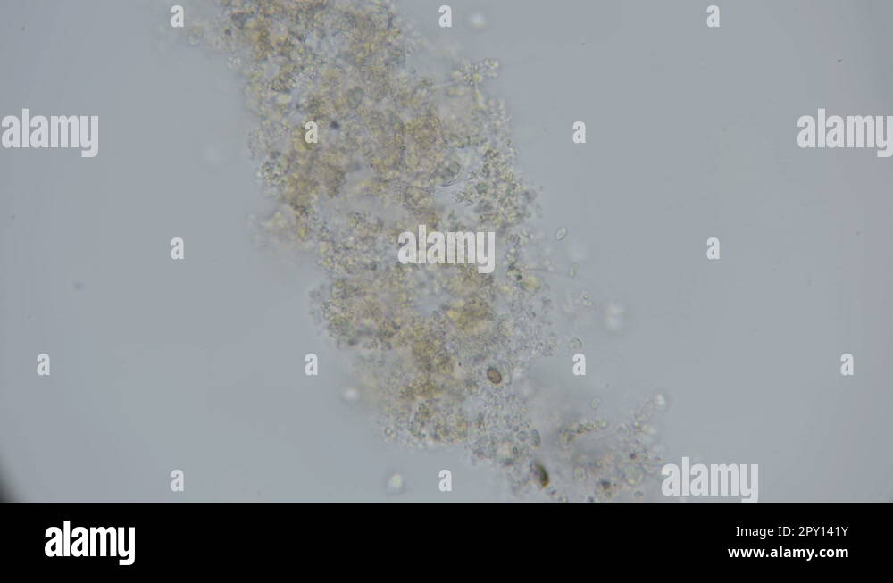 Aquarium microscope Stock Videos & Footage - HD and 4K Video Clips - Alamy