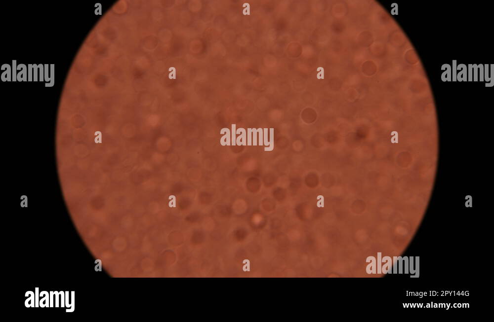 movement of blood under the microscope Stock Video Footage - Alamy