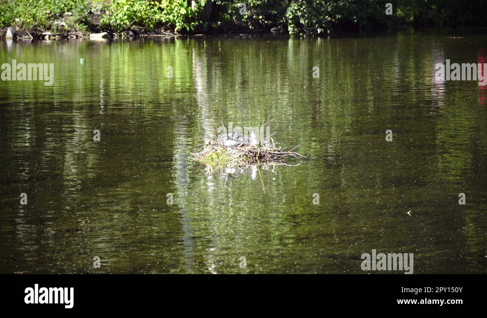 Natatorial birds of Eurasian coot builds nests for the ptets.The ...