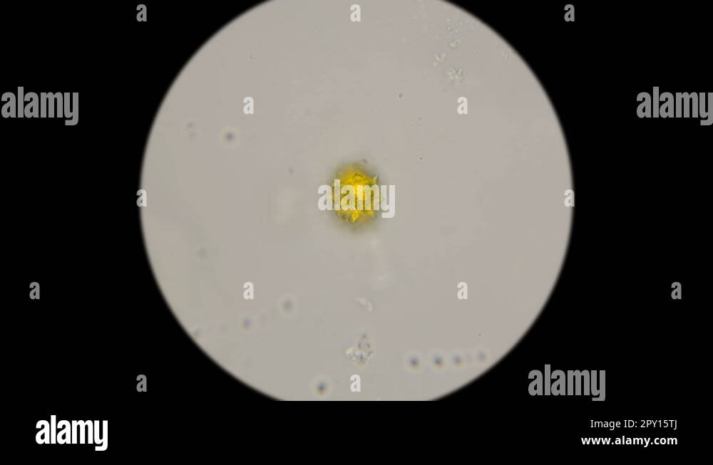 Saliva microscope Stock Videos & Footage - HD and 4K Video Clips - Alamy