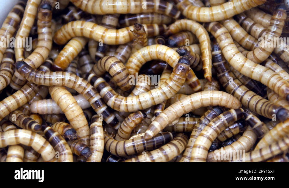 Worms and science Stock Videos & Footage - HD and 4K Video Clips - Alamy