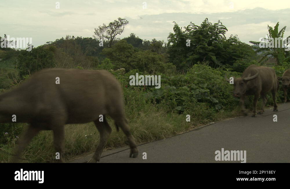 Indonesia rural road Stock Videos & Footage - HD and 4K Video Clips - Alamy