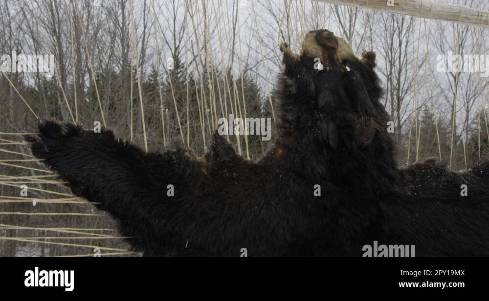 Bear skin hung up with rope - zoom out- Canadian aboriginal winter Stock Video Footage - Alamy