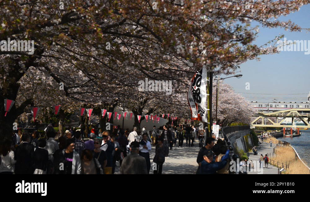 Sakura matsuri japanese street festival Stock Videos & Footage - HD and ...