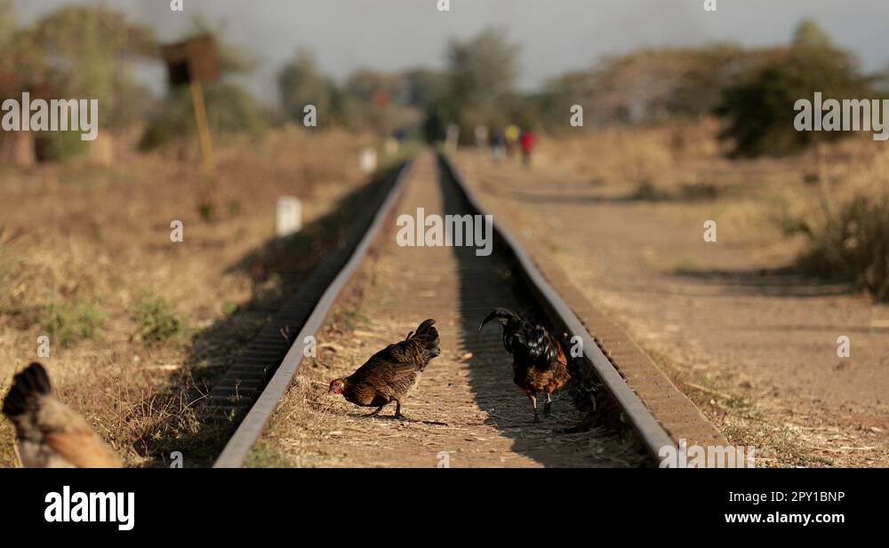 Poor children railroad tracks Stock Videos & Footage - HD and 4K Video ...