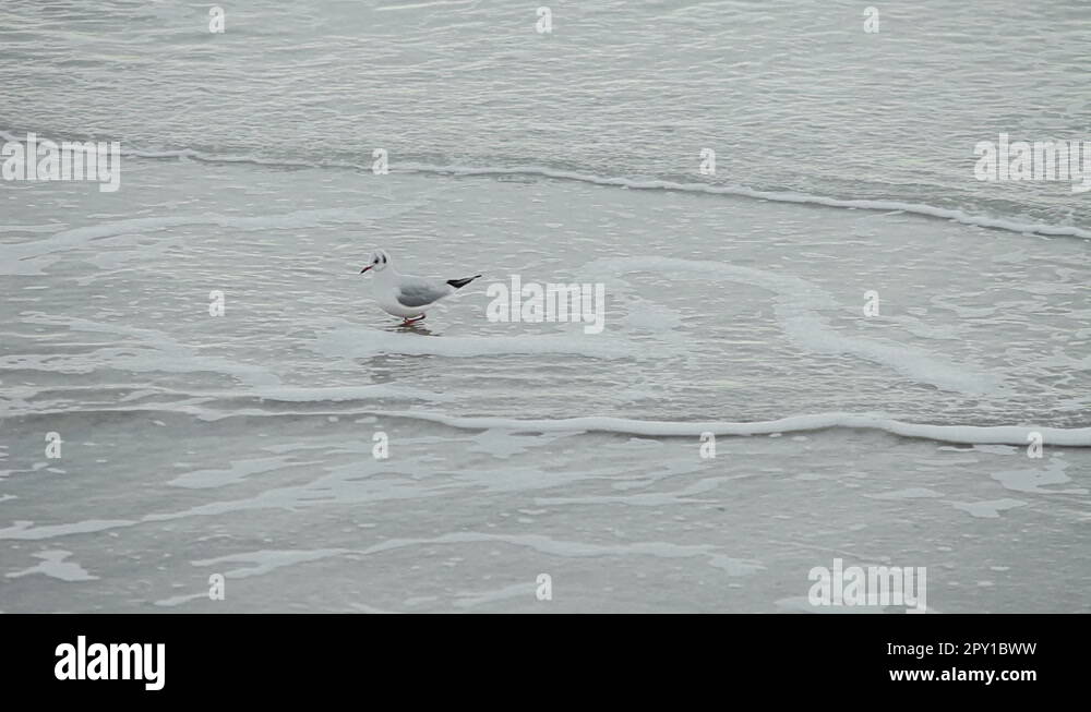 Gull life Stock Videos & Footage - HD and 4K Video Clips - Alamy