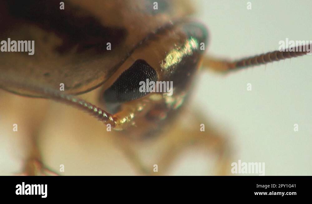 Head cockroach micro Stock Video Footage - Alamy