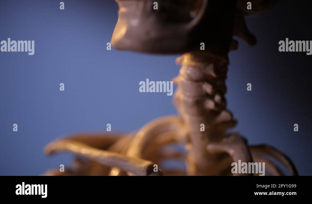 Female Thorax Anatomy Stock Videos And Footage Hd And 4k Video Clips Alamy