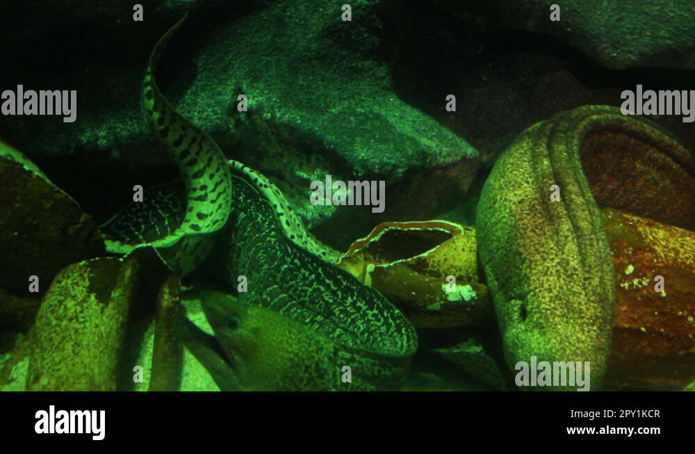 Moray moray moray moray fish Stock Videos & Footage - HD and 4K Video ...