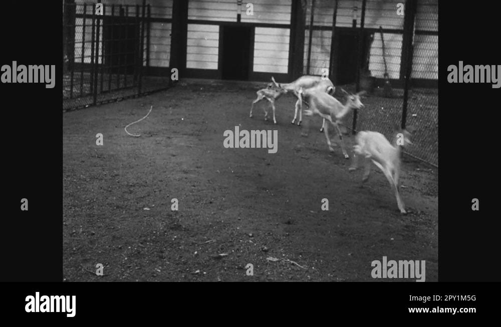 Young zoo Stock Videos & Footage - HD and 4K Video Clips - Alamy