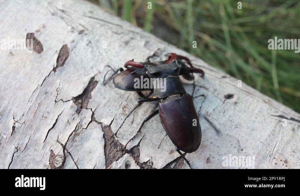 Large stag beetles Stock Videos & Footage - HD and 4K Video Clips - Alamy