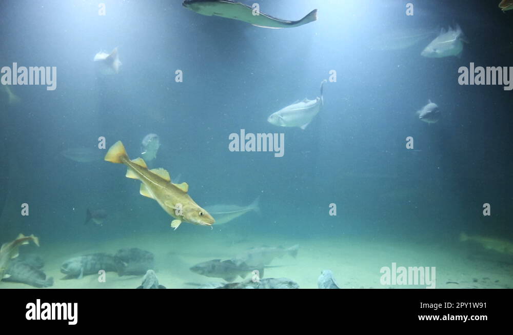 Arctic cod fish Stock Videos & Footage - HD and 4K Video Clips - Alamy