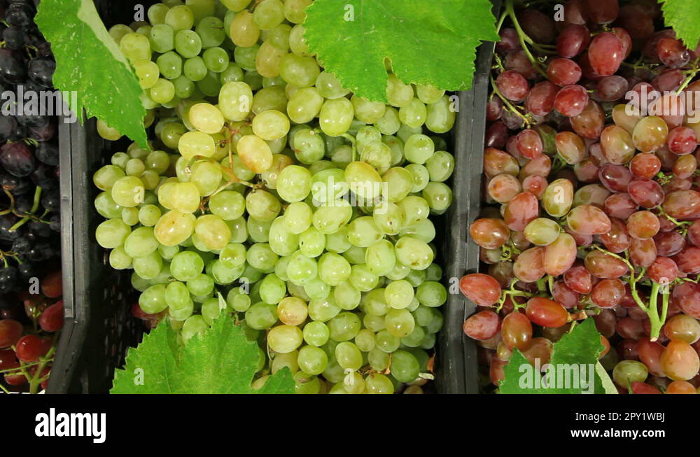 White grape varieties Stock Videos & Footage - HD and 4K Video Clips ...