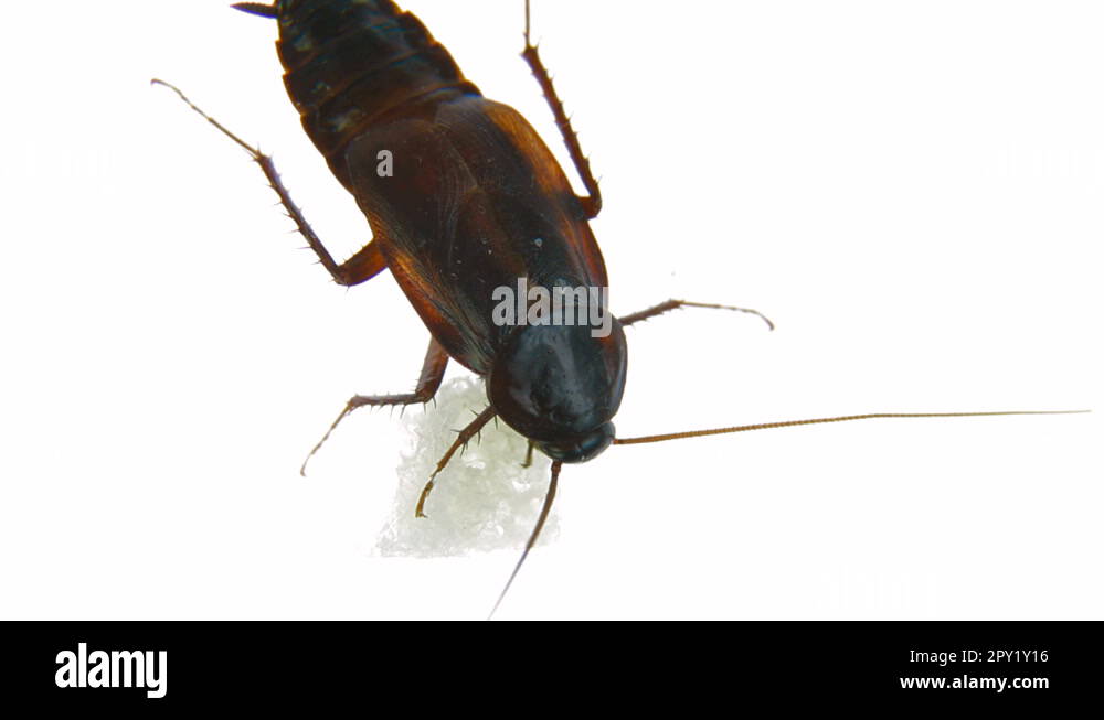 Cockroach feeding Stock Videos & Footage - HD and 4K Video Clips - Alamy