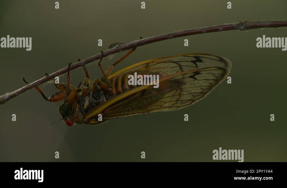 17 year cicadas Stock Videos & Footage - HD and 4K Video Clips - Alamy