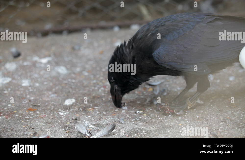 Crow eating meat Stock Videos & Footage - HD and 4K Video Clips - Alamy