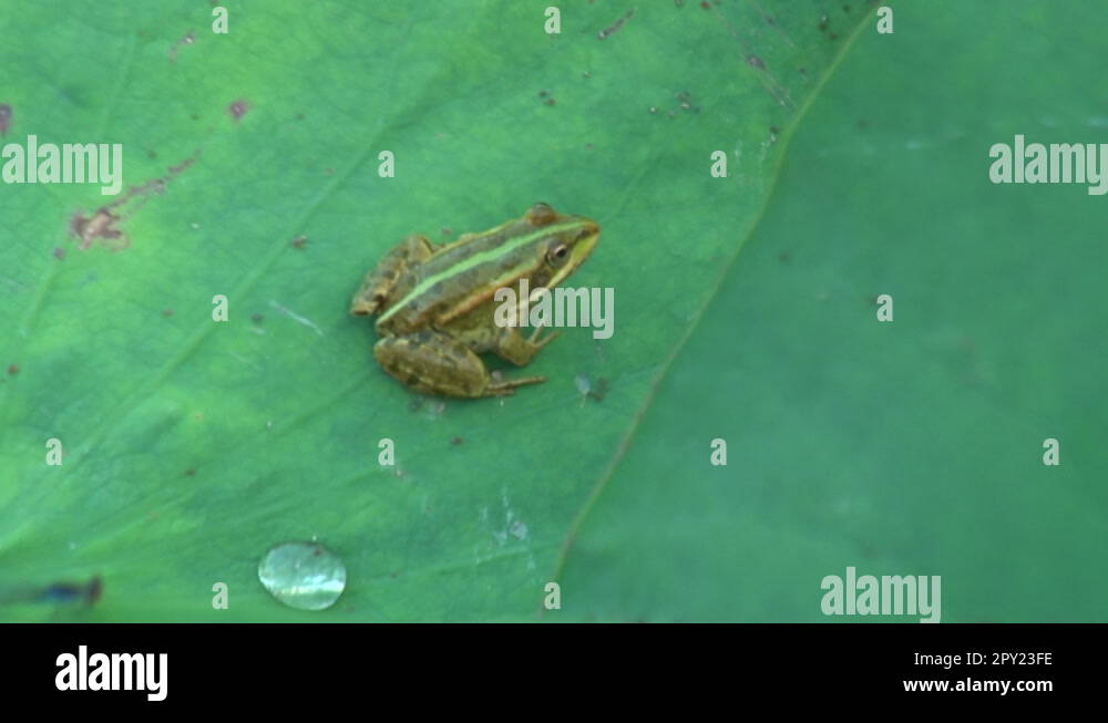 Frogling Stock Videos & Footage - HD and 4K Video Clips - Alamy