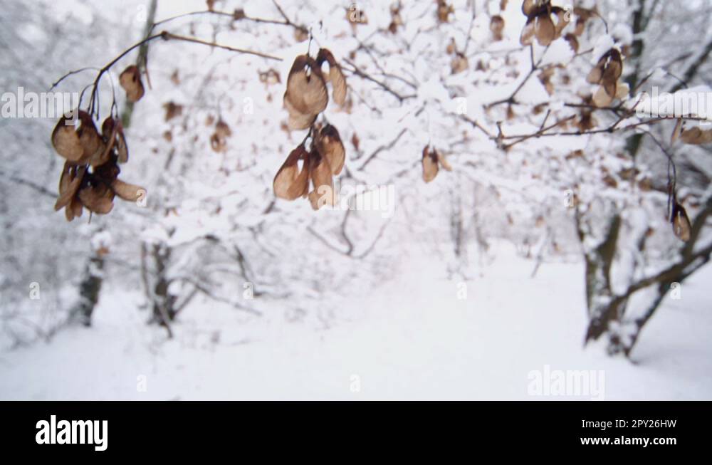 Winter ash tree Stock Videos & Footage - HD and 4K Video Clips - Alamy